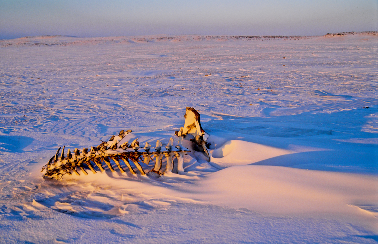 Gregor M. Schmid , Gregor M. Schmid